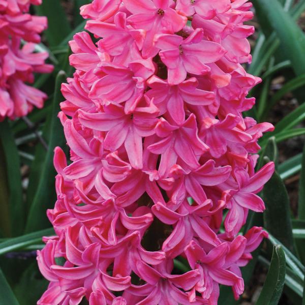 Hyacinth (Hyacinthus orientalis 'Amsterdam') in the Hyacinths Database ...