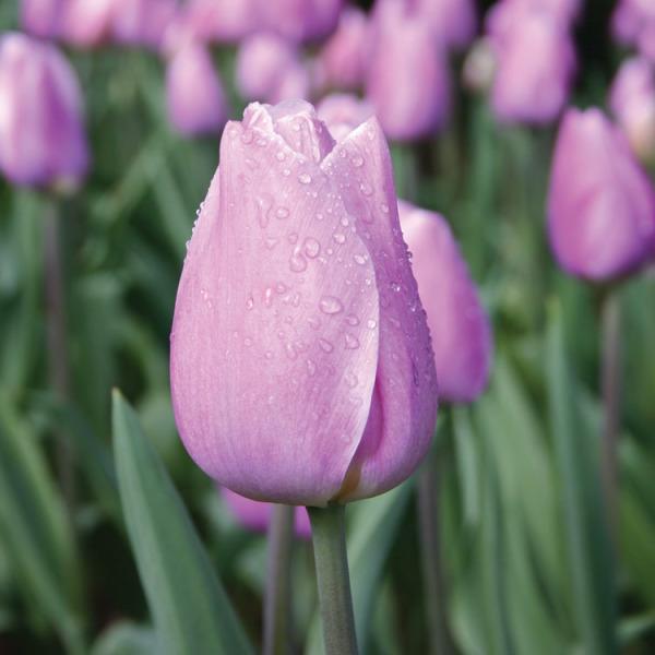 Triumph Tulip (Tulipa 'Dreaming Maid') in the Tulips Database - Garden.org