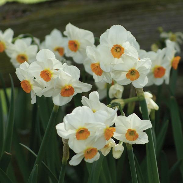 Photo of the bloom of Daffodil (Narcissus 'Geranium') posted by Calif ...