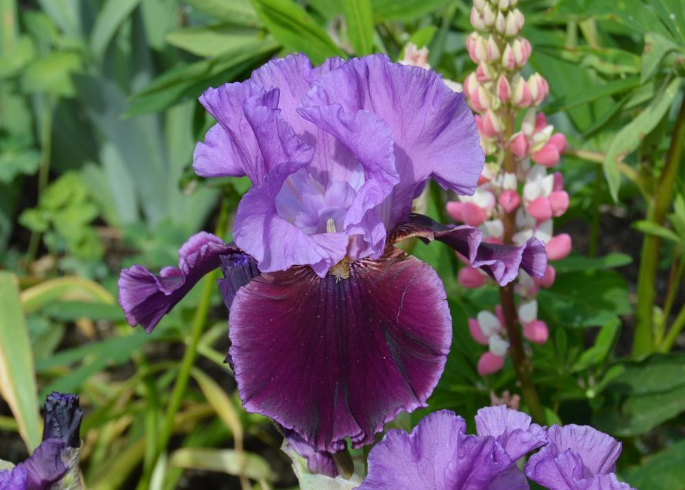 Photo of the bloom of Tall Bearded Iris (Iris 'Violet Turner') posted by KentPfeiffer - Garden.org