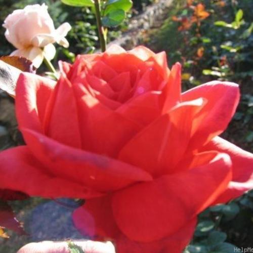 Rose (Rosa 'Command Performance') in the Roses Database - Garden.org