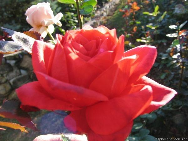 Rose (Rosa 'Command Performance') in the Roses Database - Garden.org