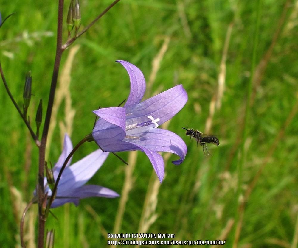 Photo of the bloom of Rampion (Campanula rapunculus) posted by bonitin ...