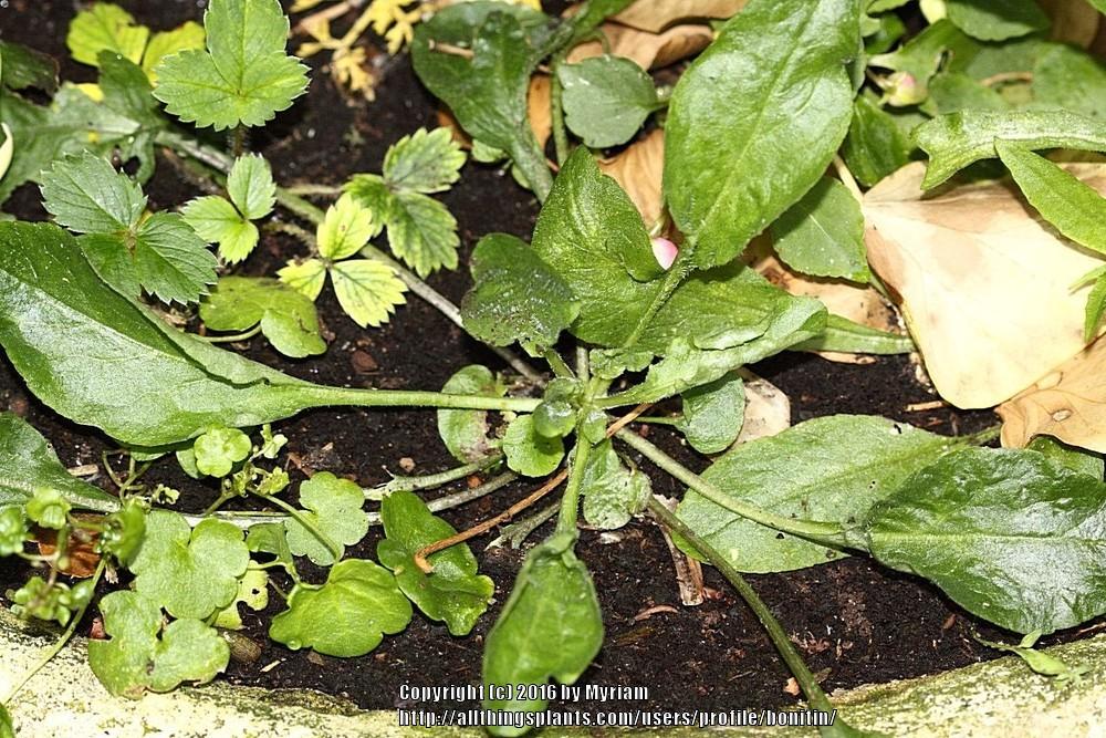 Photo of the leaves of Rampion (Campanula rapunculus) posted by bonitin ...