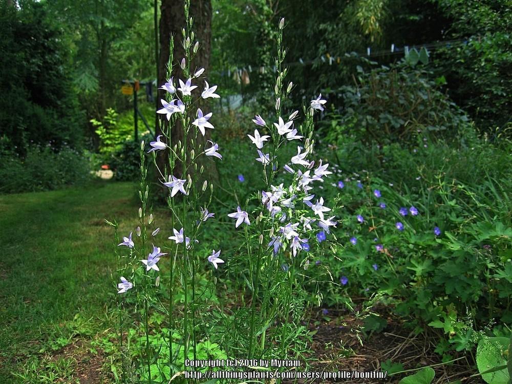 Photo of the entire plant of Rampion (Campanula rapunculus) posted by ...