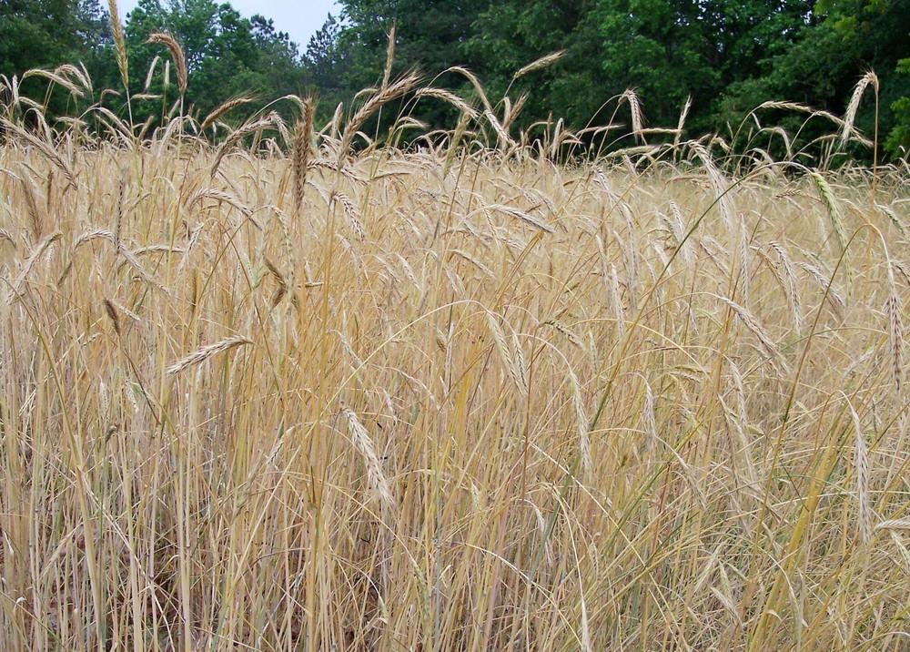 Rye (Secale cereale 'Wrens Abruzzi') - Garden.org