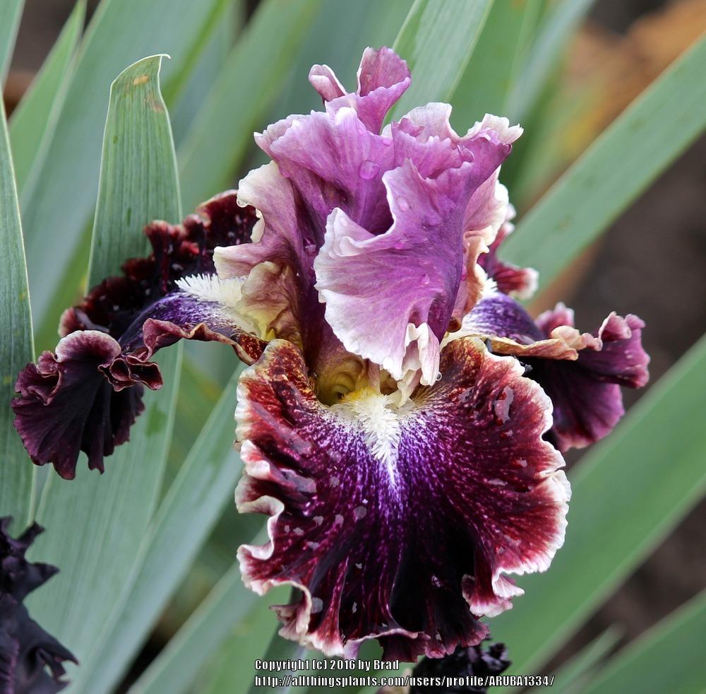 Photo of the bloom of Tall Bearded Iris (Iris 'Exploding Galaxy ...