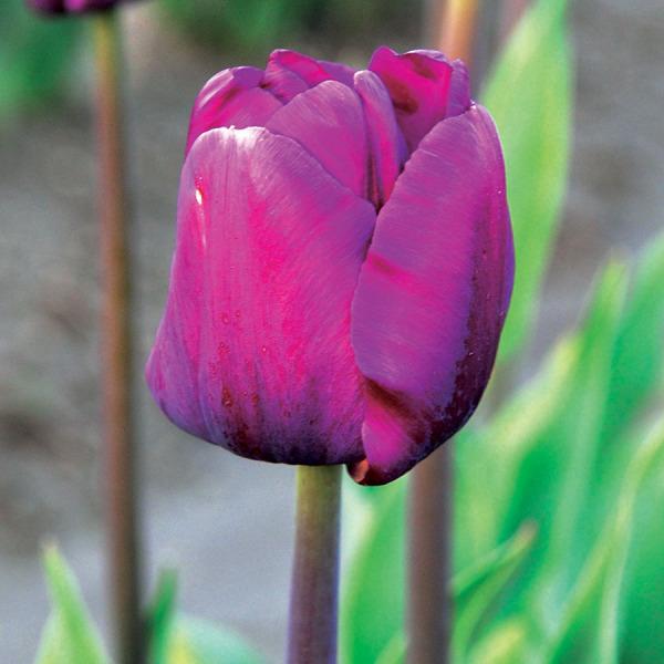 Triumph Tulip (Tulipa 'Red Saigon') in the Tulips Database - Garden.org