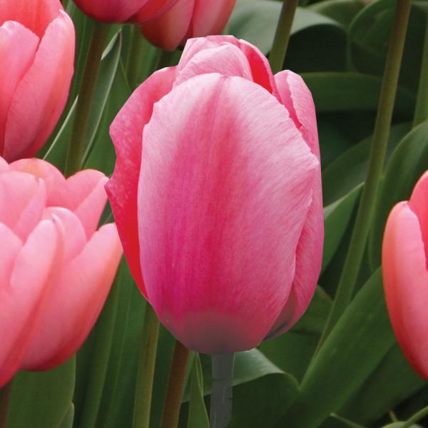 Photo of the bloom of Darwin Hybrid Tulip (Tulipa 'Pink Impression ...