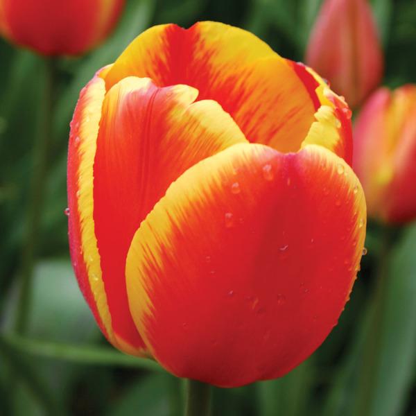Tulip (Tulipa 'Oriental Splendour') in the Tulips Database - Garden.org
