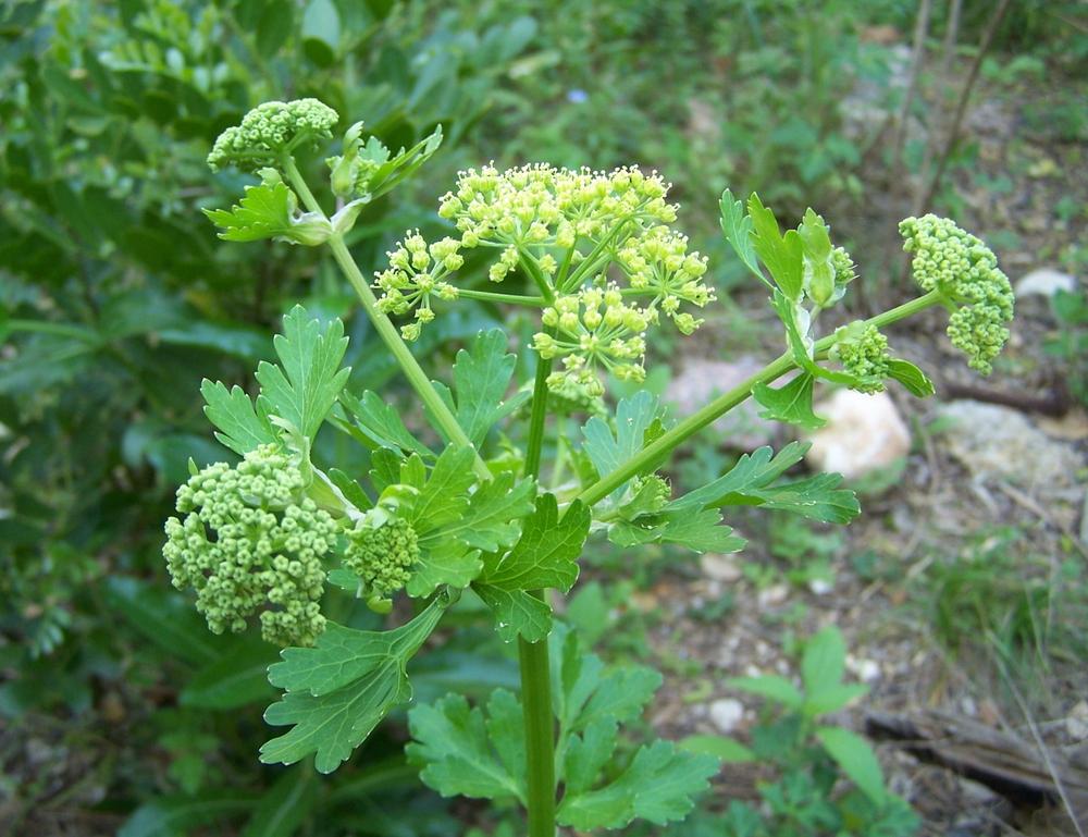 Photo of the leaves of Texas prairie parsley (Polytaenia texana) posted ...
