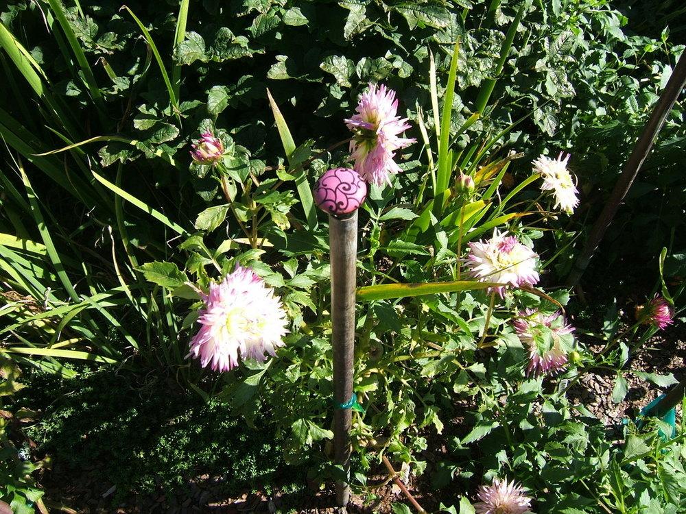 Photo of the entire plant of Dahlia 'Pinelands Princess' posted by pirl ...