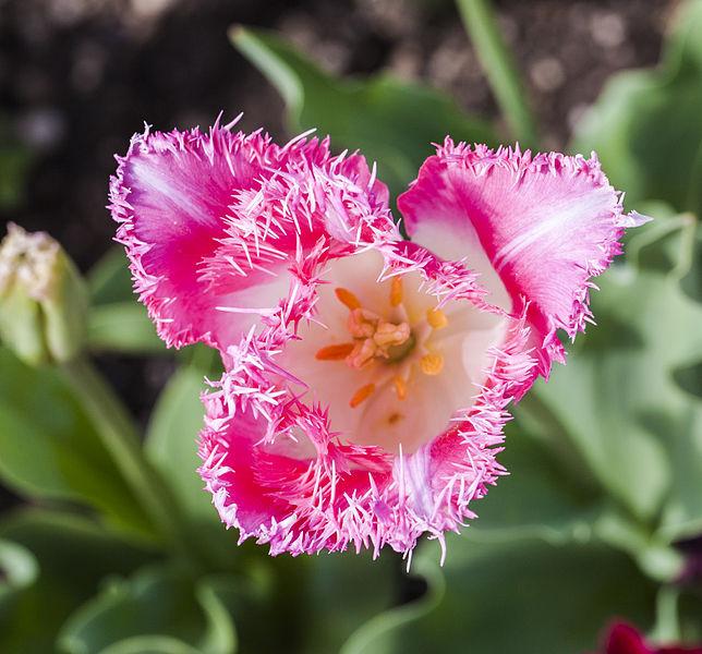Photo of the bloom of Fringed Tulip (Tulipa 'Fancy Frills') posted by ...