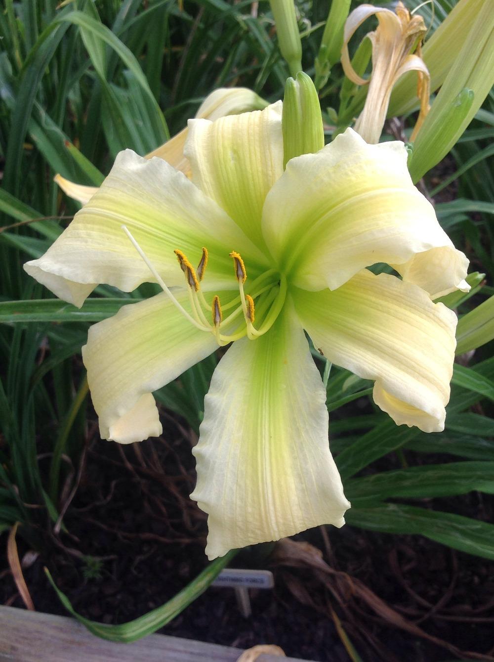 Daylily (Hemerocallis 'Lightning Force') in the Daylilies Database - Garden.org