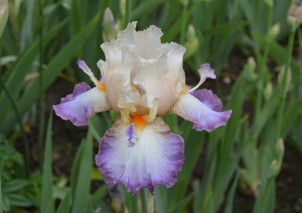 Photo of the bloom of Tall Bearded Iris (Iris 'Wings at Dawn') posted ...
