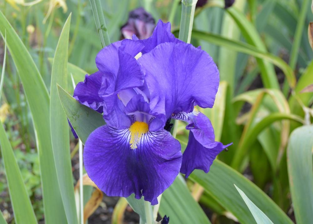Tall Bearded Iris (Iris 'Zebra Perp') in the Irises Database - Garden.org