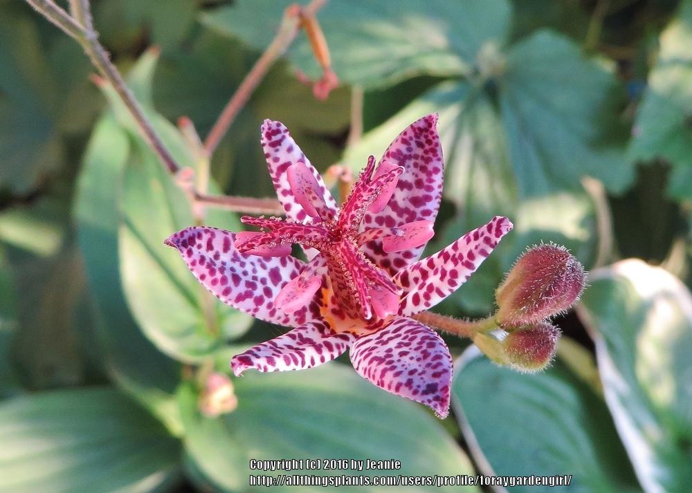 Toad Lilies in Tell us your Favorite Shade Plants - Garden.org