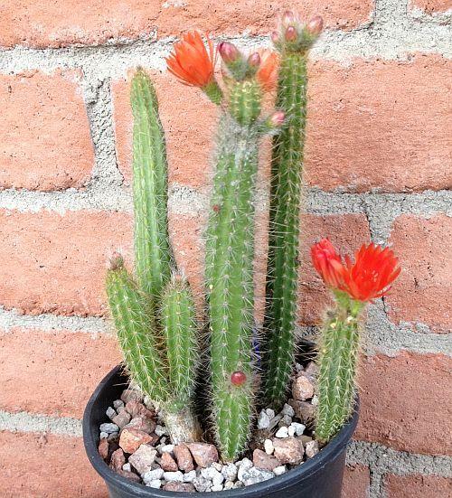 Corryocactus squarrosus - Garden.org