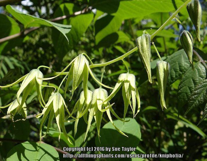 Blue Bean Tree (Decaisnea insignis) - Garden.org