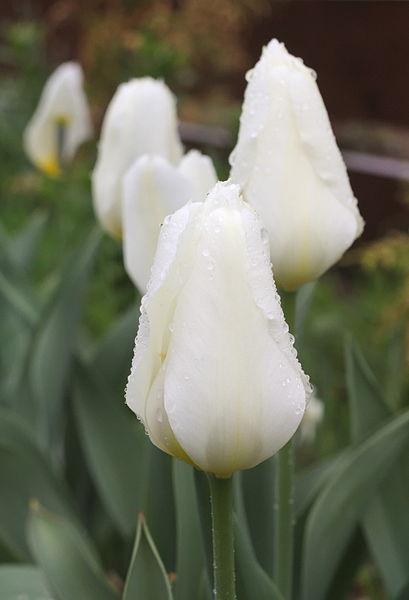 Triumph Tulip (Tulipa 'Wildhof') in the Tulips Database - Garden.org