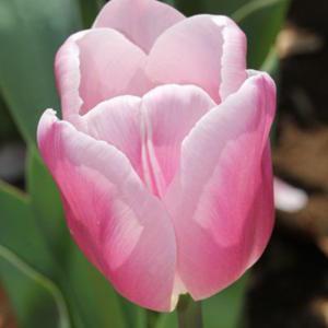 Tulip (Tulipa 'Gabriella') in the Tulips Database - Garden.org