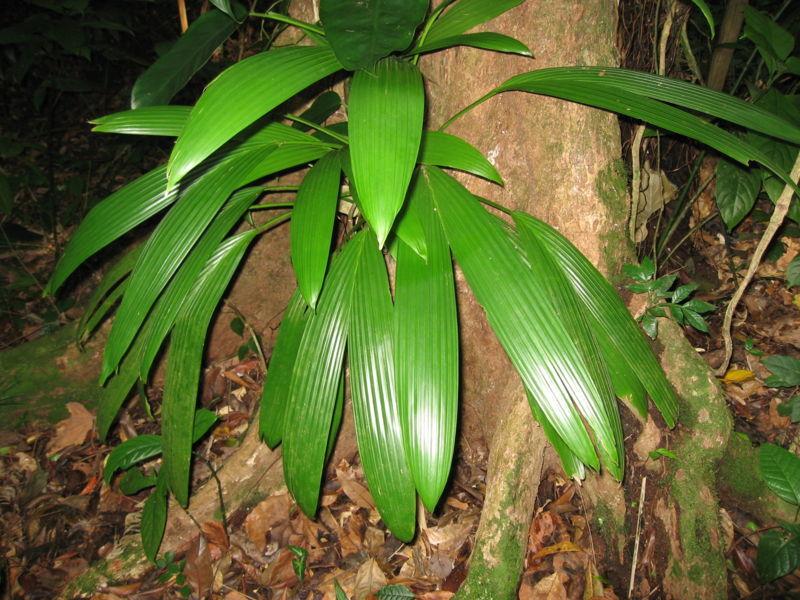 Asplundia insignis - Garden.org