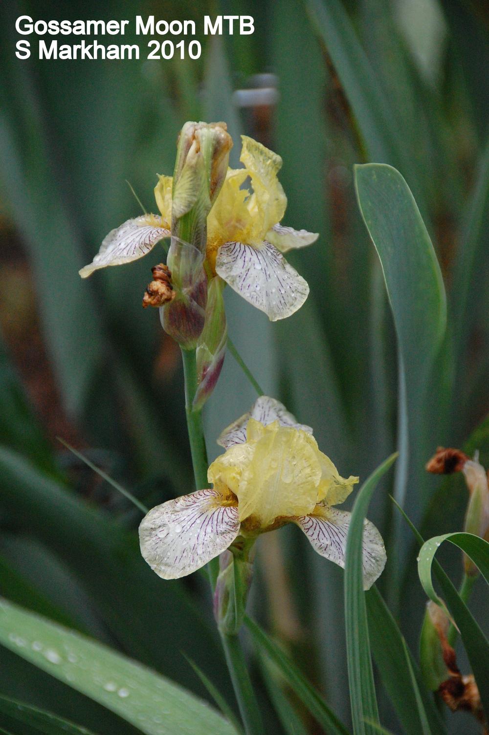Miniature Tall Bearded Iris (Iris 'Gossamer Moon') in the Irises ...