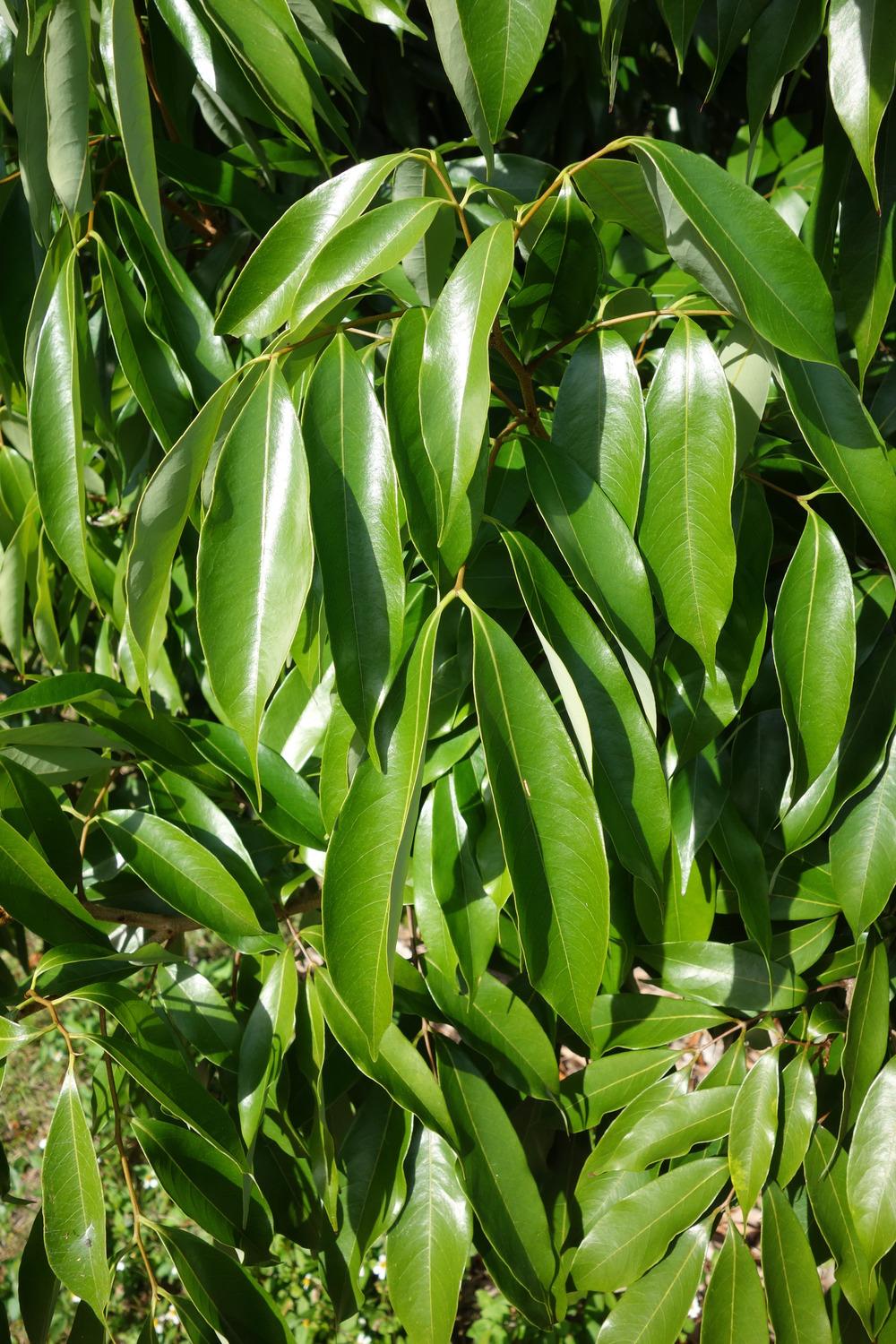 Lychee Tree Leaves