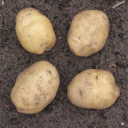 Potato (Solanum tuberosum 'Parel') in the Potatoes Database - Garden.org