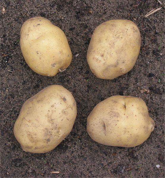 Potato (Solanum tuberosum 'Parel') in the Potatoes Database - Garden.org