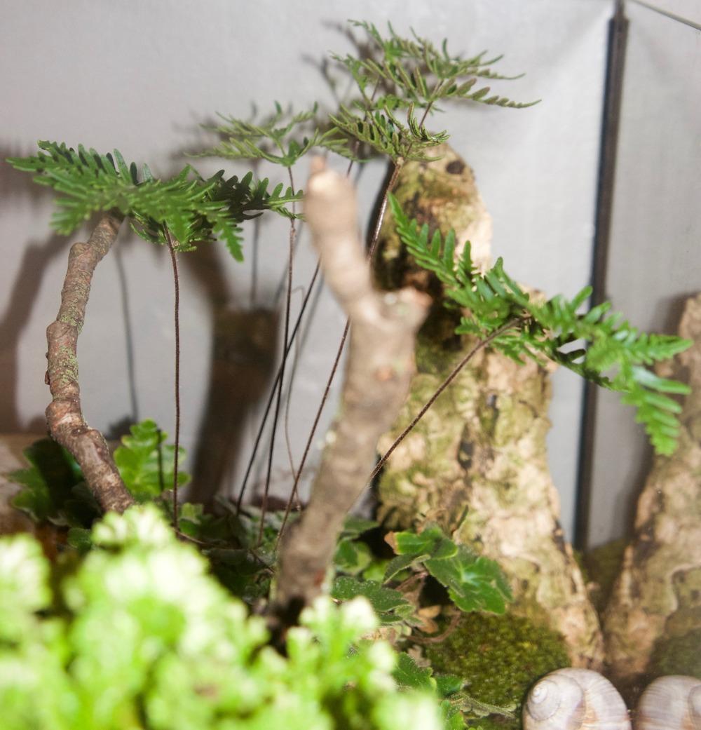 Doryopteris cordifolia - Garden.org