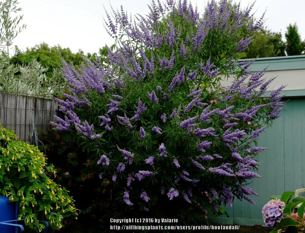 Photo of the entire plant of Chaste Tree (Vitex agnus-castus) posted by ...