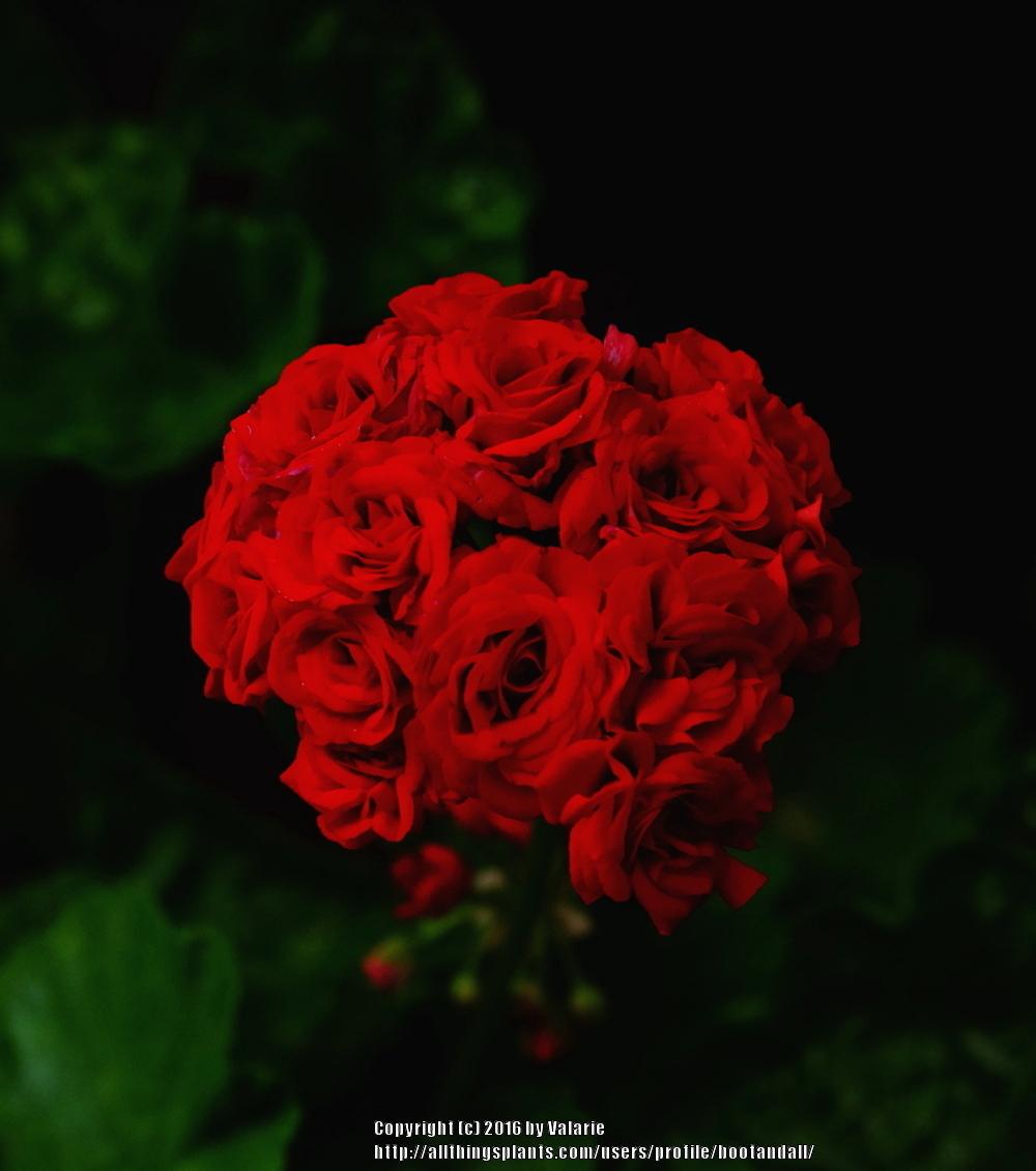 Photo of the bloom of Fish Geranium (Pelargonium x hortorum 'Red ...
