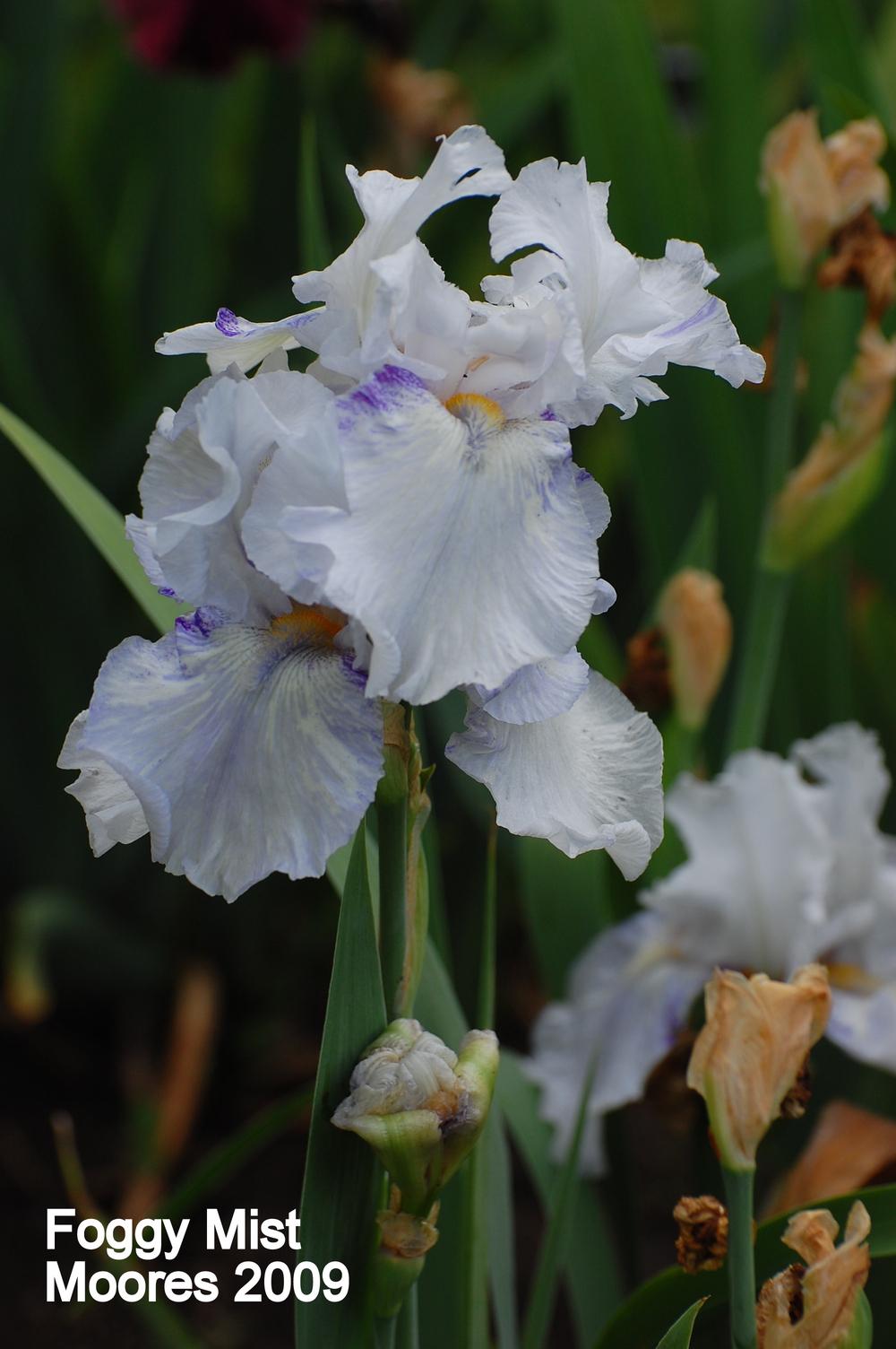 Tall Bearded Iris (Iris 'Foggy Mist') in the Irises Database - Garden.org