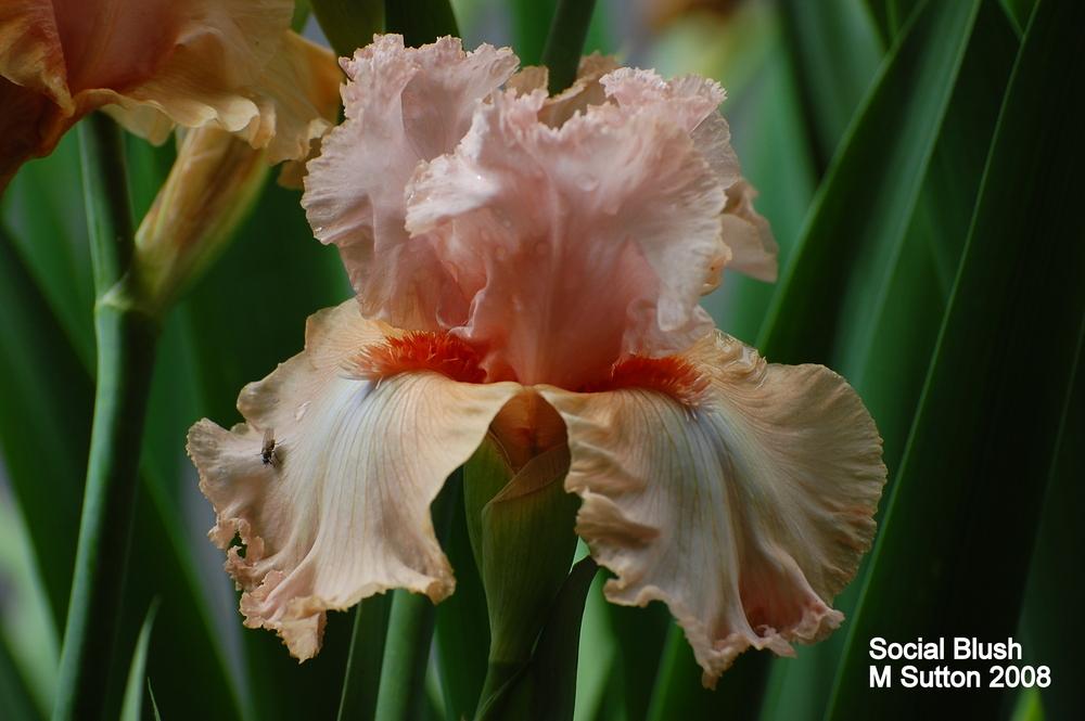 Photo of the bloom of Tall Bearded Iris (Iris 'Social Blush') posted by ...