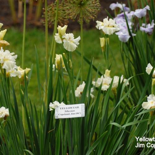 Siberian Iris (Iris 'Yellowtail') in the Irises Database - Garden.org