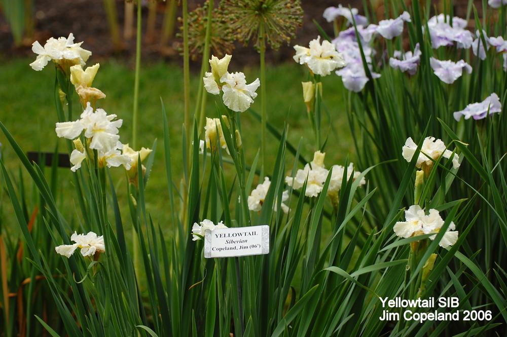 Photo of the bloom of Siberian Iris (Iris 'Yellowtail') posted by ...