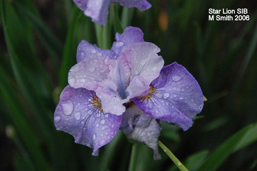 Siberian Iris (Iris 'Star Lion') in the Irises Database - Garden.org