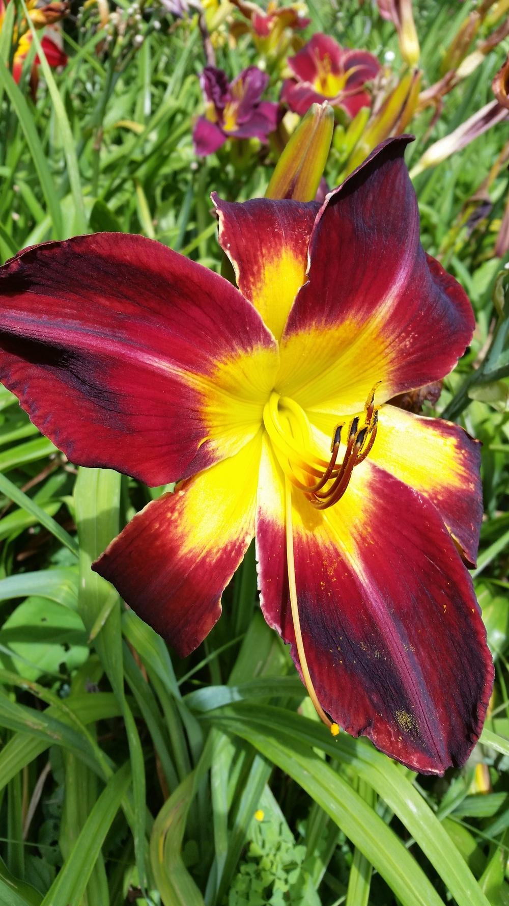 Photo of the bloom of Daylily (Hemerocallis 'Persian Ruby') posted by ...
