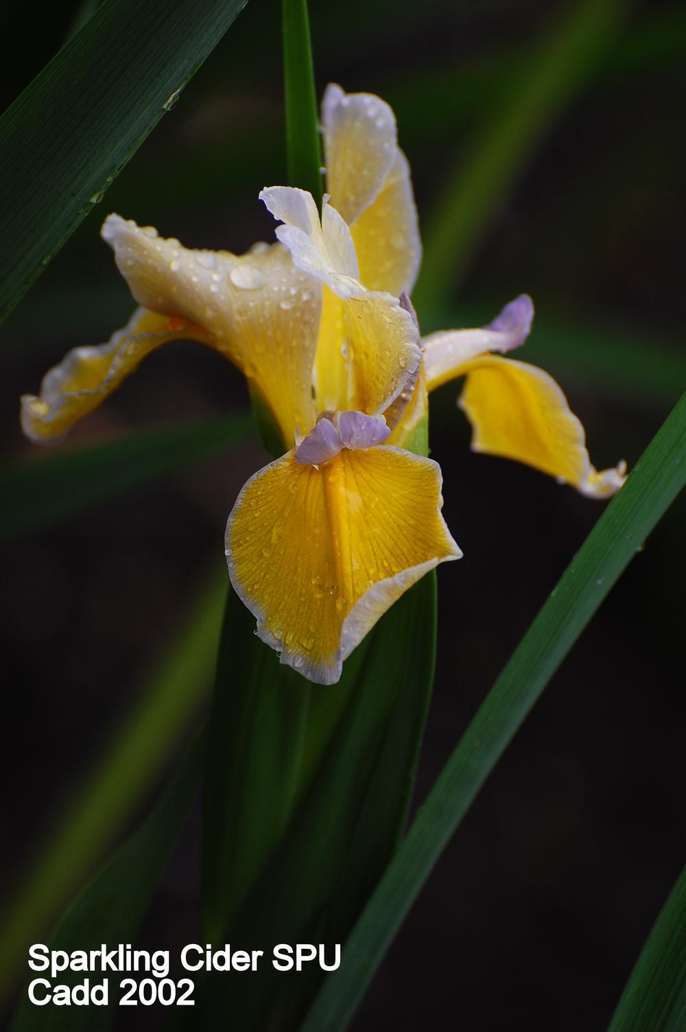 Spuria Iris (Iris 'Sparkling Cider') in the Irises Database - Garden.org