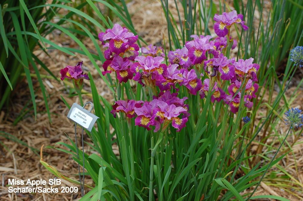 Photo of the bloom of Siberian Iris (Iris 'Miss Apple') posted by ...