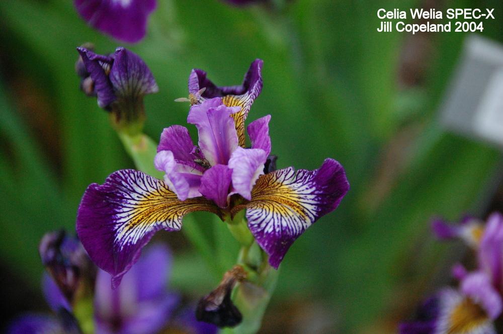 Species X Iris (Iris 'Celia Welia') in the Irises Database - Garden.org