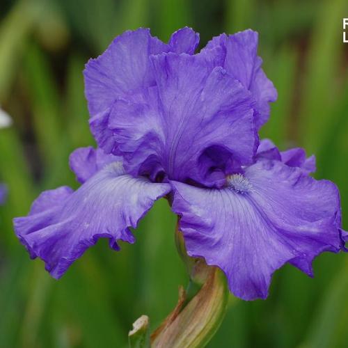 Tall Bearded Iris (Iris 'Raging River') in the Irises Database - Garden.org