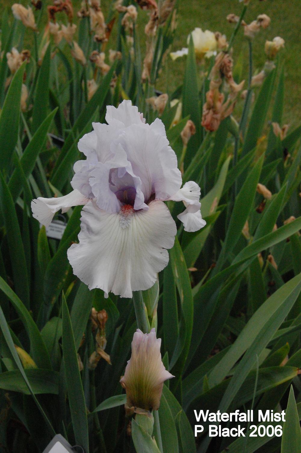 Tall Bearded Iris (Iris 'Waterfall Mist') in the Irises Database ...