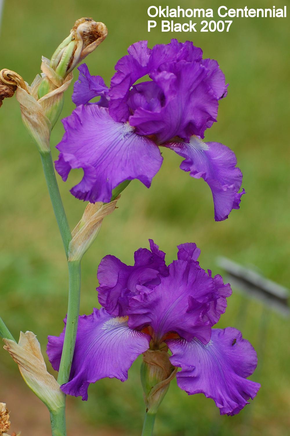 Tall Bearded Iris (Iris 'Oklahoma Centennial') in the Irises Database ...
