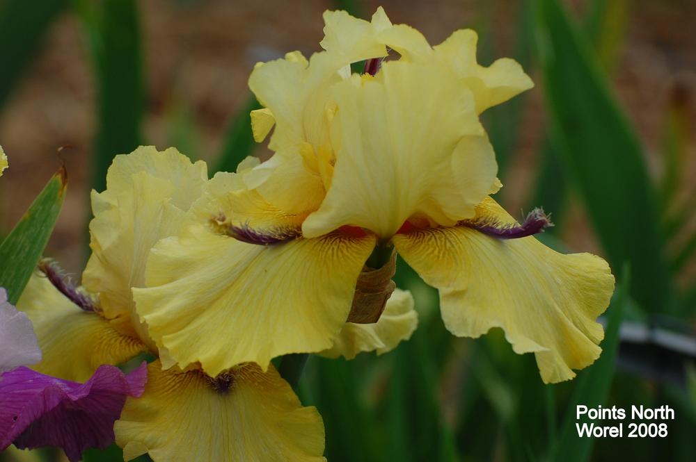 Tall Bearded Iris (Iris 'Points North') in the Irises Database - Garden.org