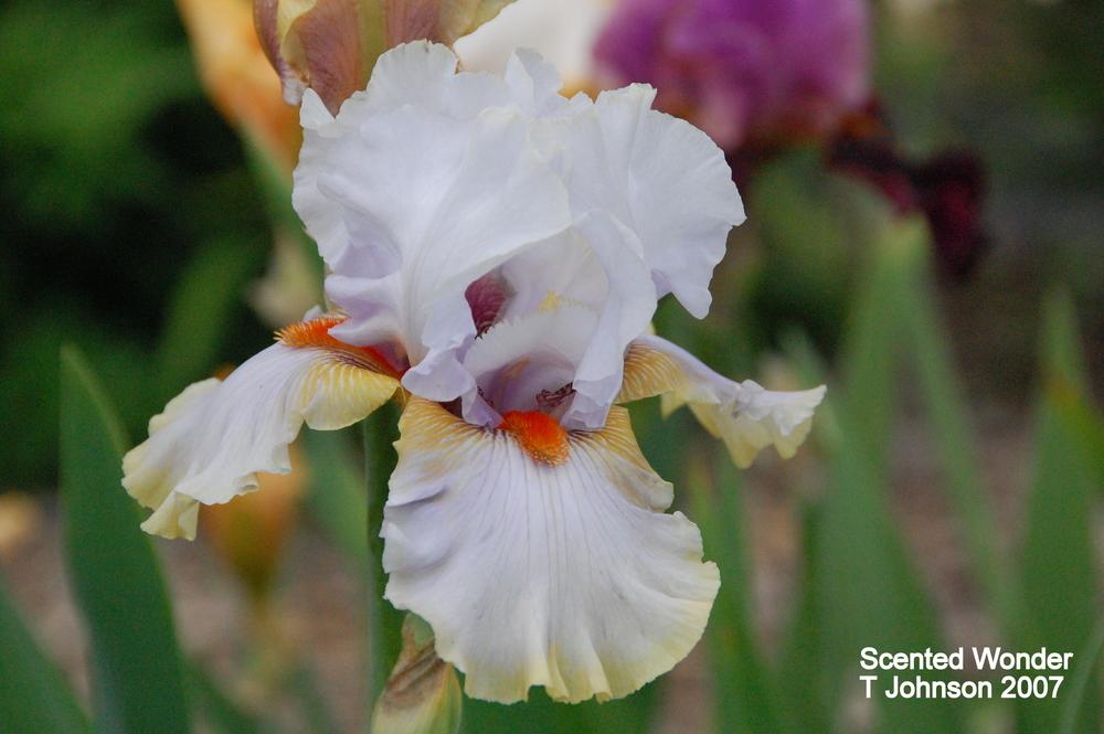 Tall Bearded Iris (Iris 'Scented Wonder') in the Irises Database ...