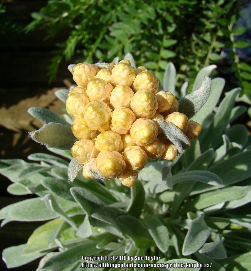 Strawflower (Helichrysum amorginum 'Amber Cluster') - Garden.org