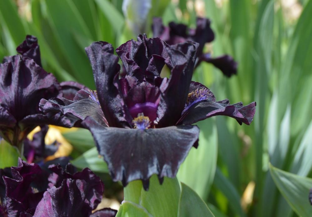 Standard Dwarf Bearded Iris (Iris 'Dark Matter') in the Irises Database ...