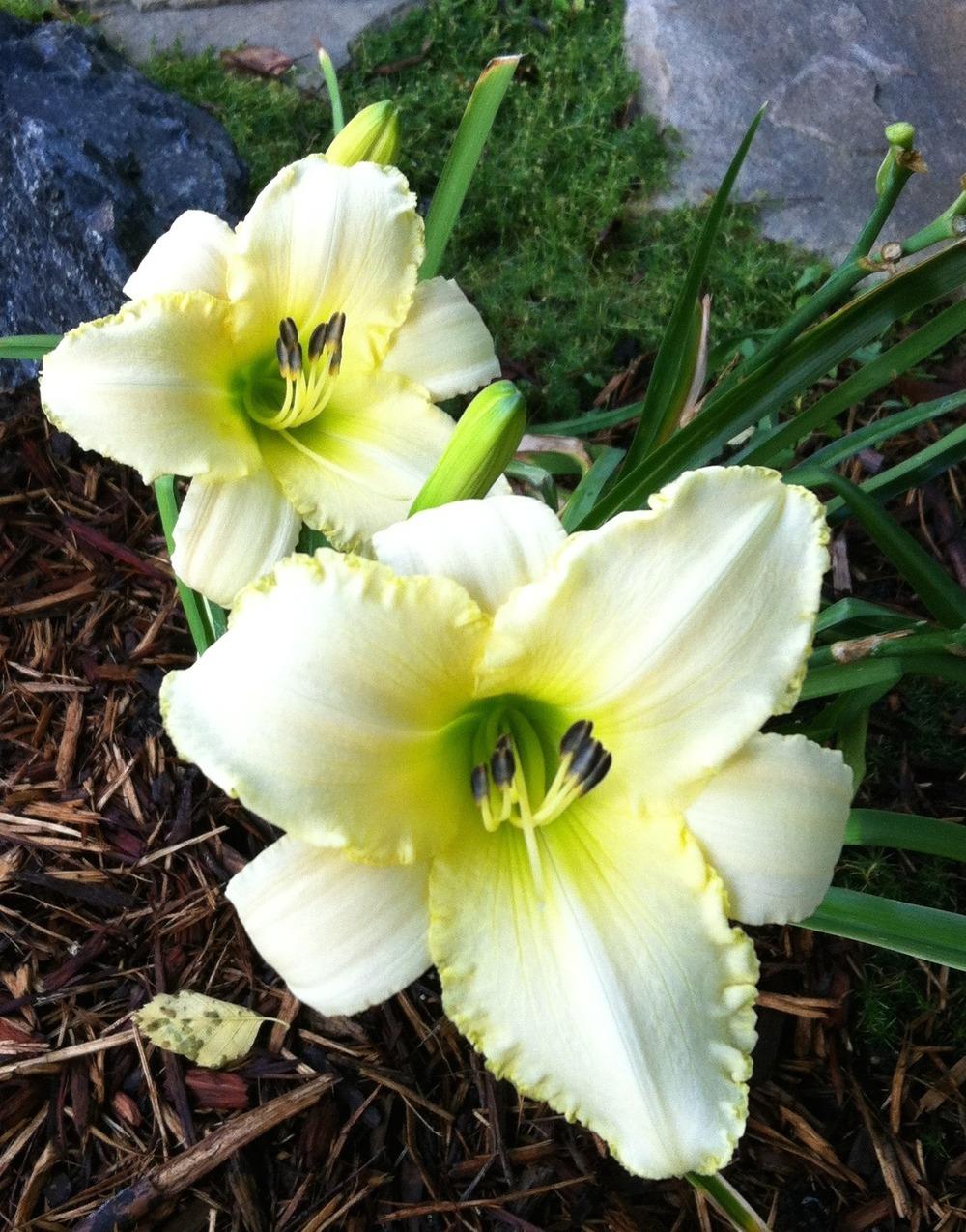 Photo of the bloom of Daylily (Hemerocallis 'August Frost') posted by ...